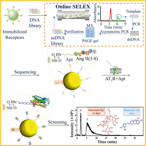 iScience｜西北大学赵新锋/李倩团队建立血管紧张素II受体1型受体（AT1R）双位点固定化方法并用于非激动活性配体筛选 - 知乎