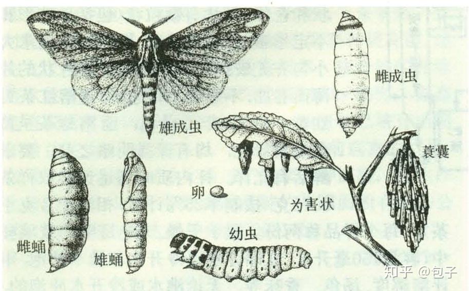 茶园害虫面面观——蓑蛾 - 知乎