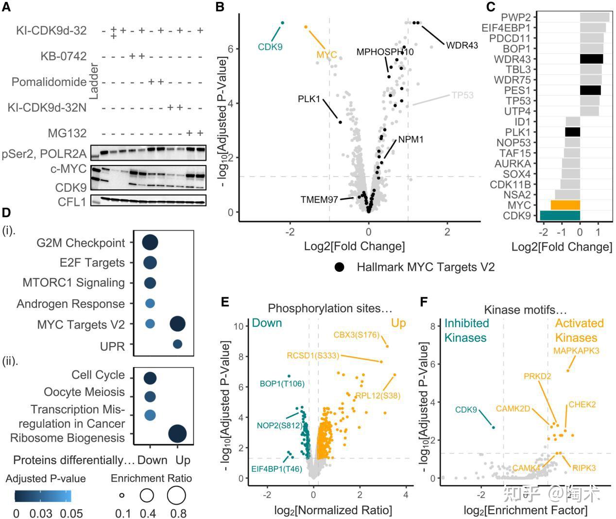 发现新型CDK9降解剂？【TargetMol】 - 知乎