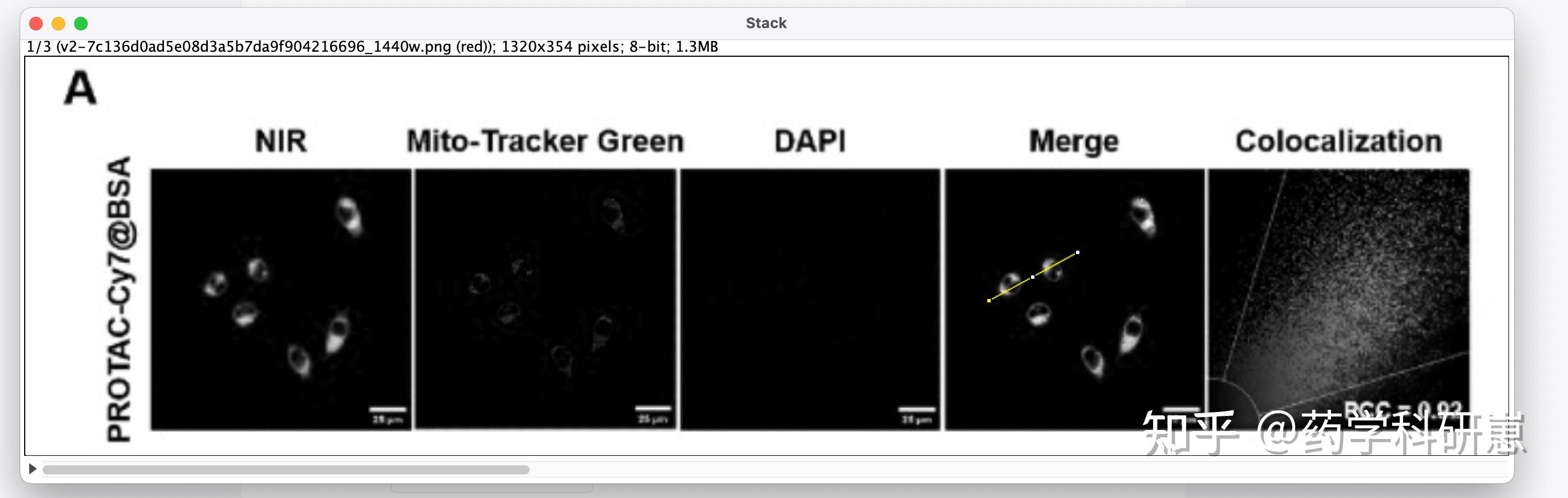 Image J 荧光共定位分析-较老婆版本-迪 - 知乎