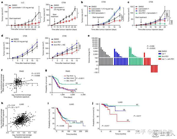 肿瘤中性粒细胞铁死亡导致癌症免疫抑制 - 知乎