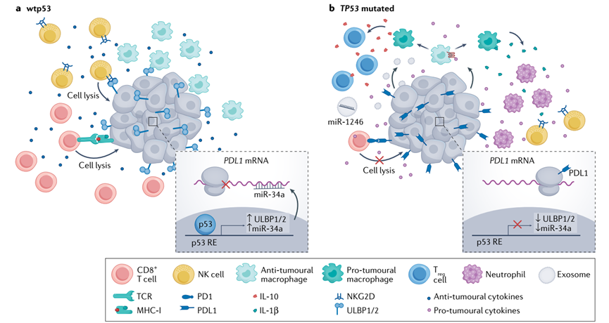 靶向肿瘤中的p53: 一个蛋白，多个靶点 - 知乎