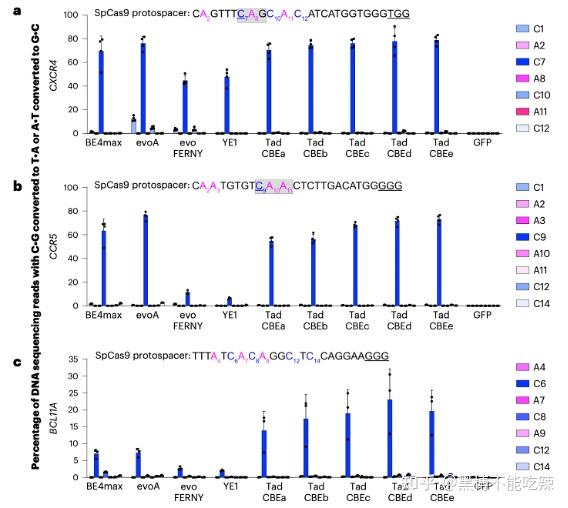 基于TadA-8e的CBE工具开发 - 知乎