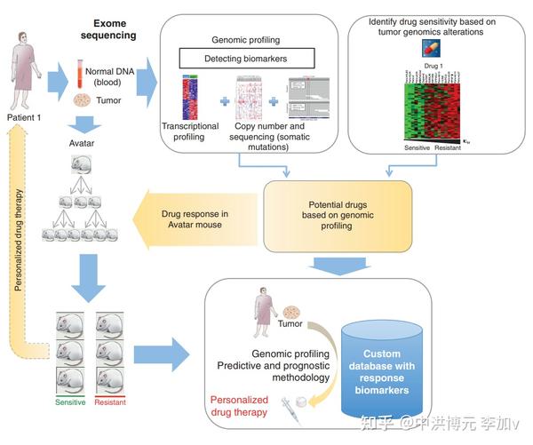 关于PDX模型，你了解多少？ - 知乎