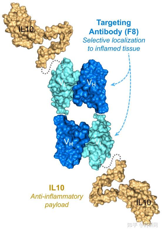 IL-10：荆棘丛生之路 - 知乎