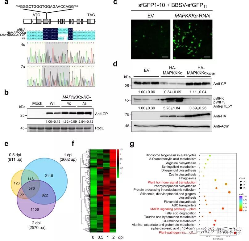 Nature Comm | 中国农业大学张永亮研究组揭示MAPK信号途径在植物病毒与宿主互作中的新机制 - 知乎