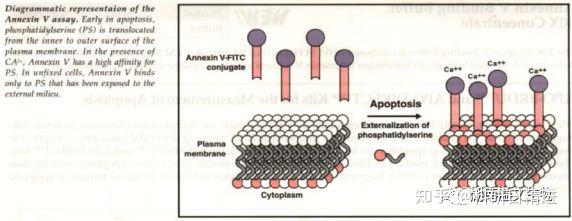 实验笔记丨流式检测细胞凋亡之Annexin V 检测细胞凋亡 - 知乎