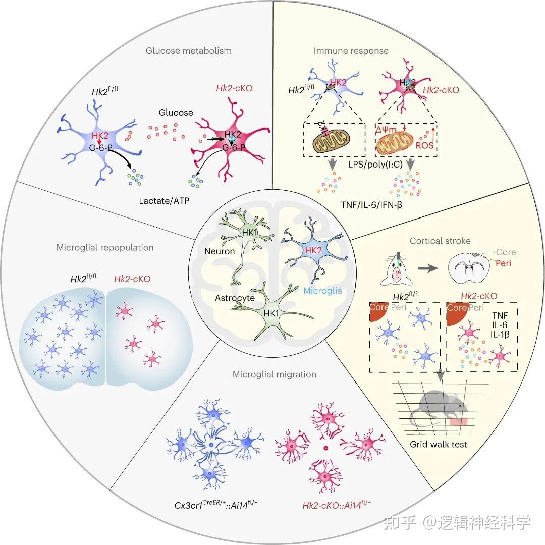 Nat Metab︱浙江大学医学院脑科学与脑医学学院高志华/段树民课题组揭示糖代谢关键酶Ⅱ型己糖激酶调控小胶质细胞功能的新机制 - 知乎