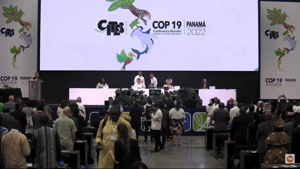 《濒危野生动植物种国际贸易公约》第十九届缔约方大会开幕！绿会CoP19巴拿马讯 - 知乎