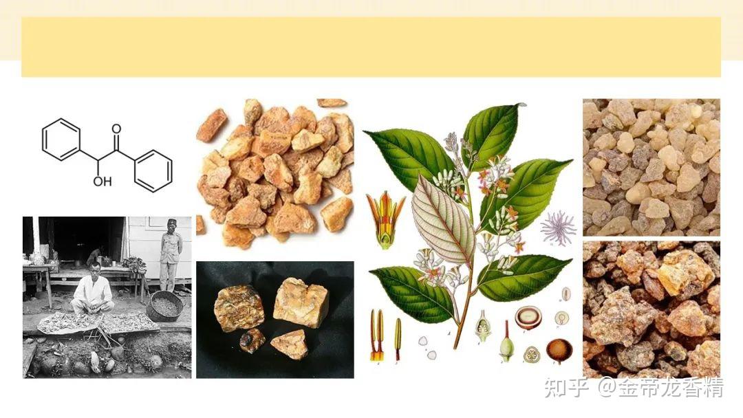 调香笔记(8)——50种常见的香水成分:气味和起源 - 知乎