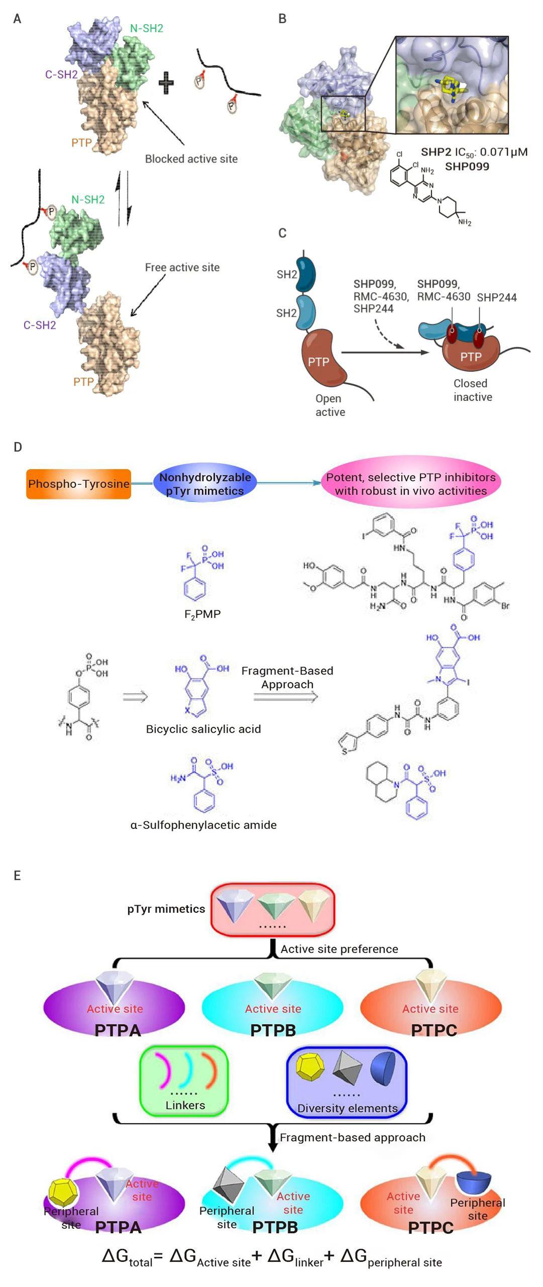Nature | 被攻克的 "不可成药" 新靶点: PTPN2/PTPN1 - 知乎