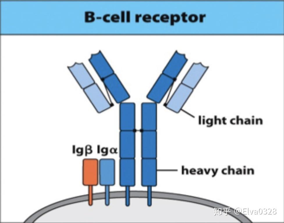 免疫学 - 04 -B细胞的激活过程 - 知乎
