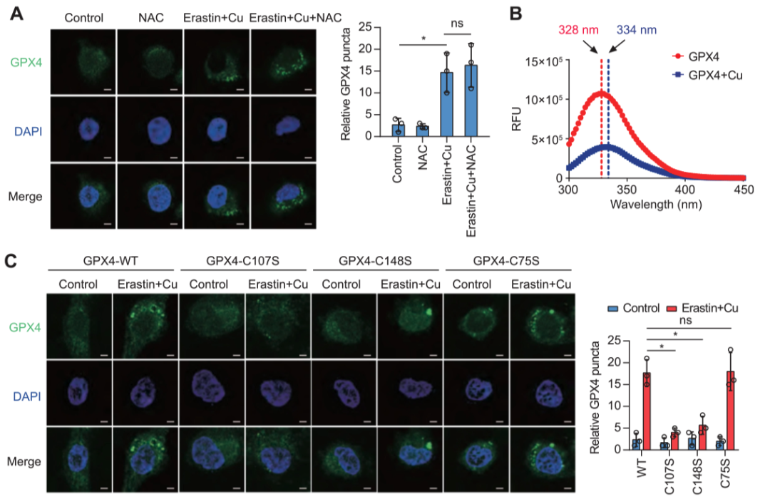 Autophagy丨GPX4 的铜依赖性自噬降解驱动铁死亡 - 知乎