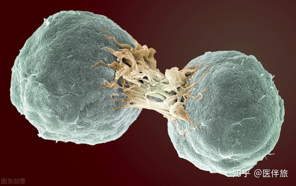 不用担心甲流了？FDA批准甲流疫苗，保护期超六个月 - 知乎