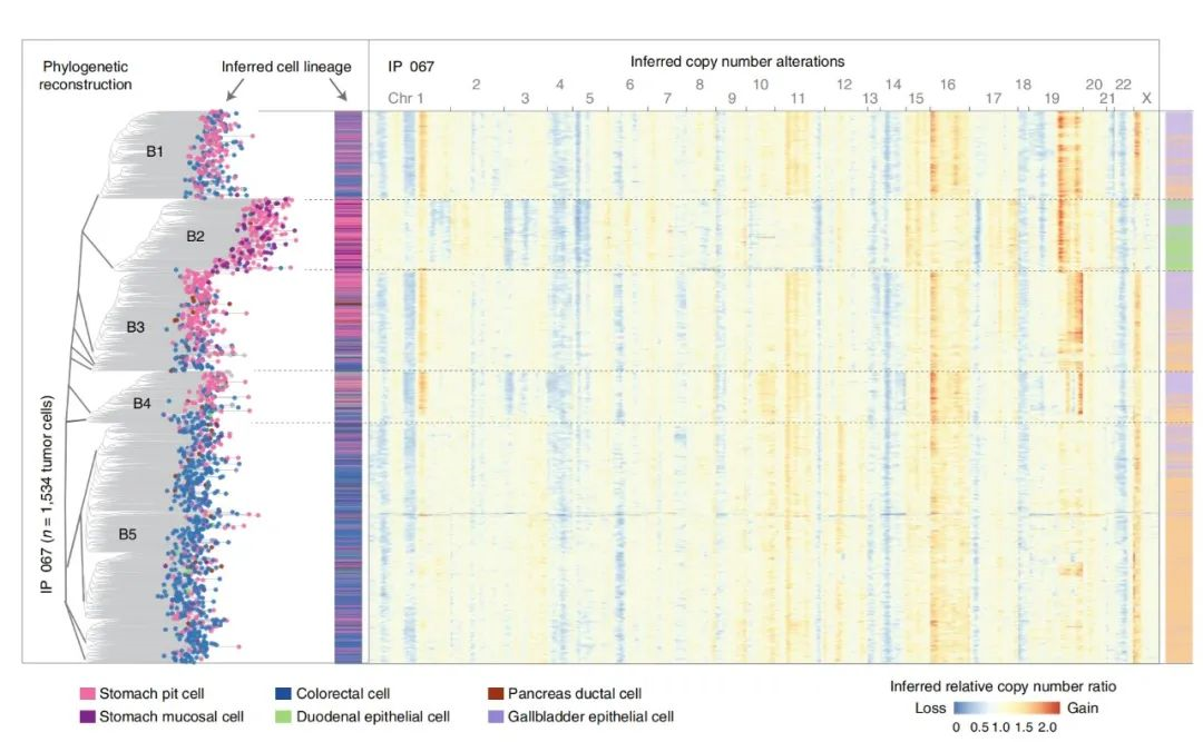 玩转单细胞高级分析|单细胞inferCNV分析篇 - 知乎