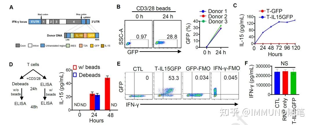 Molecular Therapy：有趣的CAR设计，巧用内源IFN-γ启动子生成TRUCK - 知乎