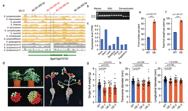 Nature Genetics | 我国学者构建番茄超级泛基因组，为近缘野生种质资源在作物育种中的应用提供了新思路 - 知乎