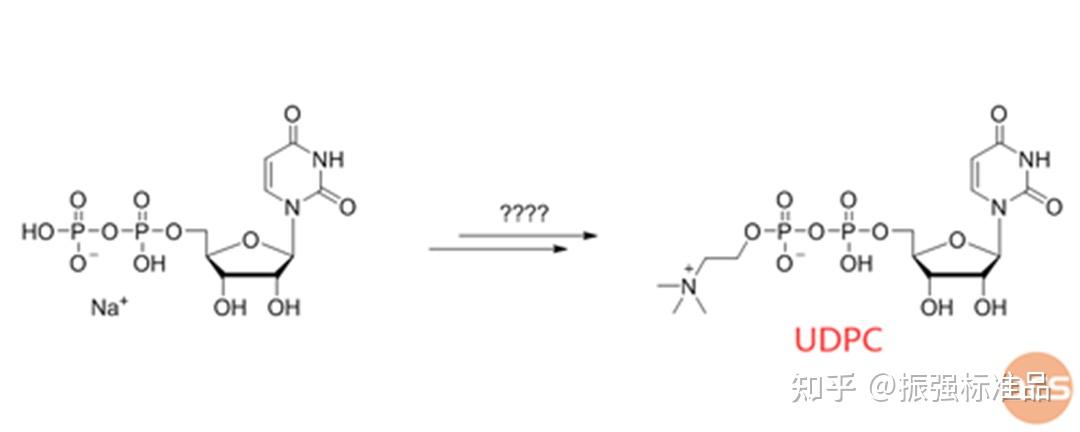 创新策略解决胞磷胆碱杂质-UDPC合成难题 - 知乎