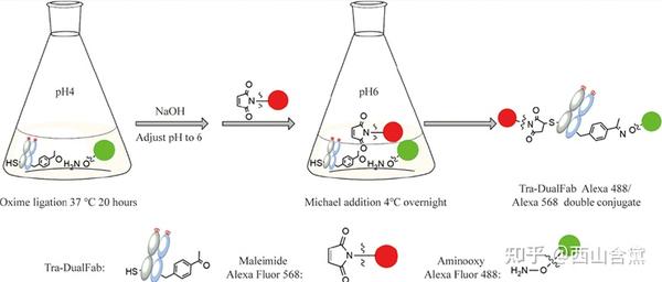 双载荷ADC及其类似物的构建策略 - 知乎