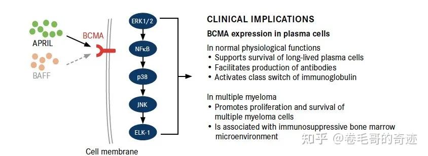 靶向BCMA的CAR-T疗法 - 知乎