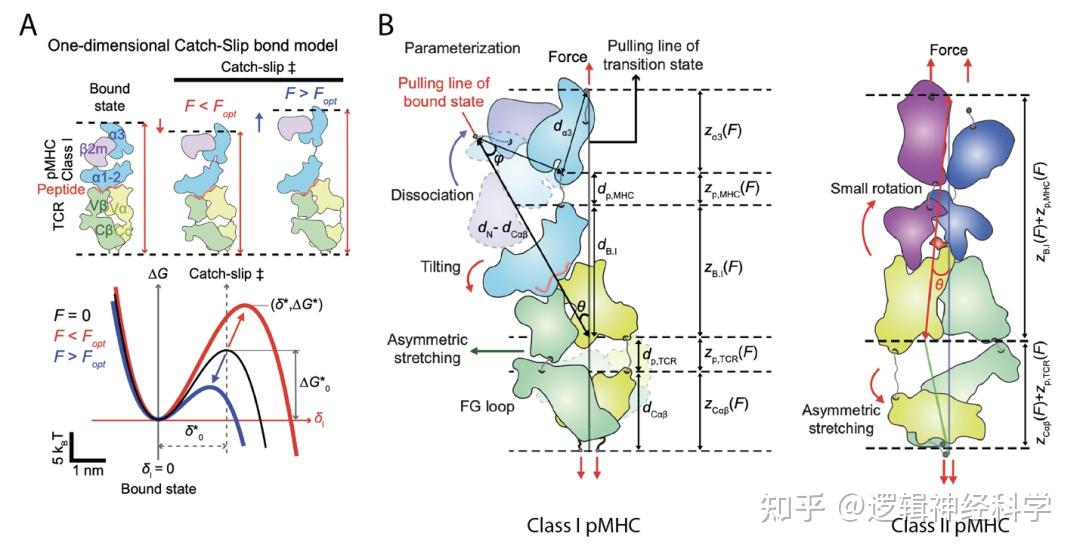Nat Commun｜美国佐治亚理工学院朱承课题组构建TCR-pMHC逆锁-滑移键理论模型 - 知乎
