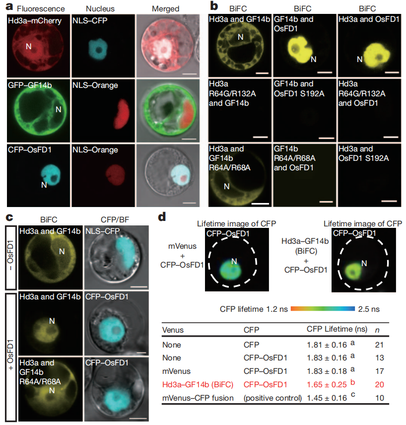 三个蛋白之间的关系如何研究？（二） - 知乎
