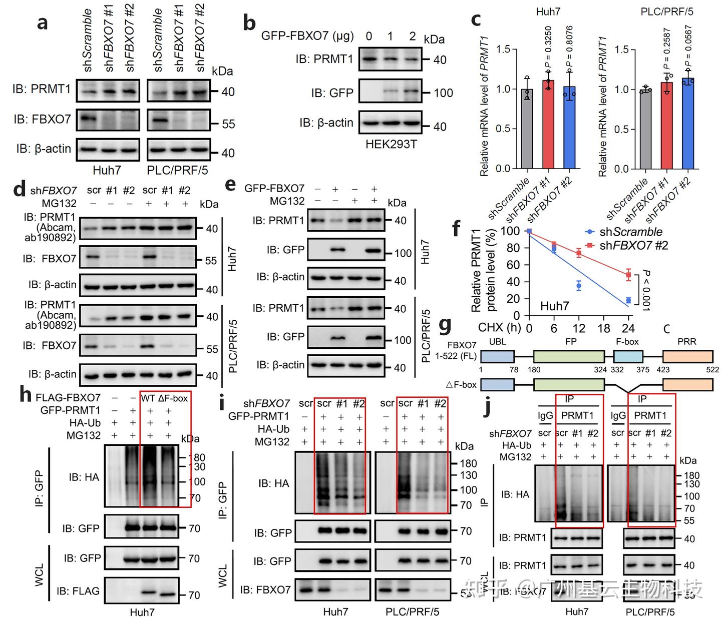 FBXO7促进泛素介导的PRMT1降解 - 知乎