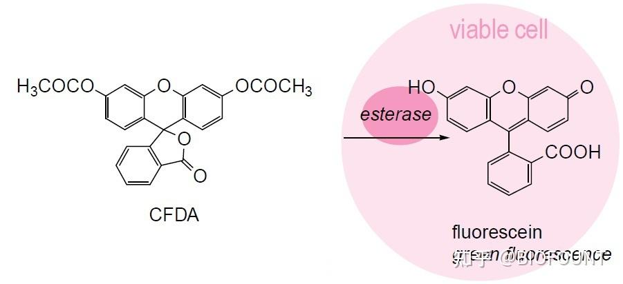 CFDA（ 5-羧基荧光素二乙酸酯） - 知乎