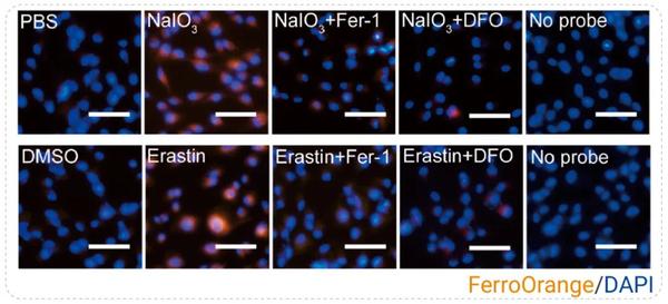 铁死亡，究竟该如何检测？- MedChemExpress - 知乎