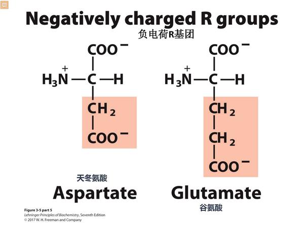 莱宁格生物化学原理 Lehninger Principles of Biochemistry 重点划线 导读双语课件 - 知乎