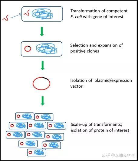 技术 | 原核蛋白表达系统 - 知乎