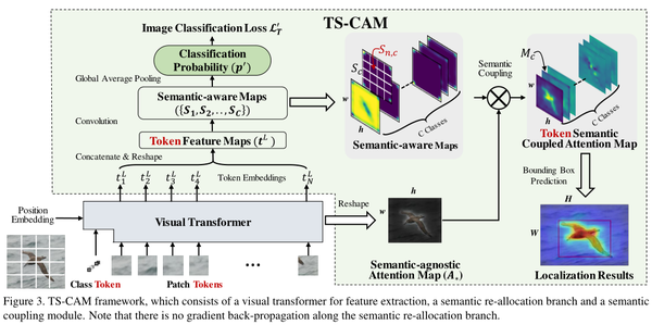 【论文阅读】《TS-CAM: Token Semantic Coupled Attention Map for Weakly Supervised Object Localization》 - 知乎