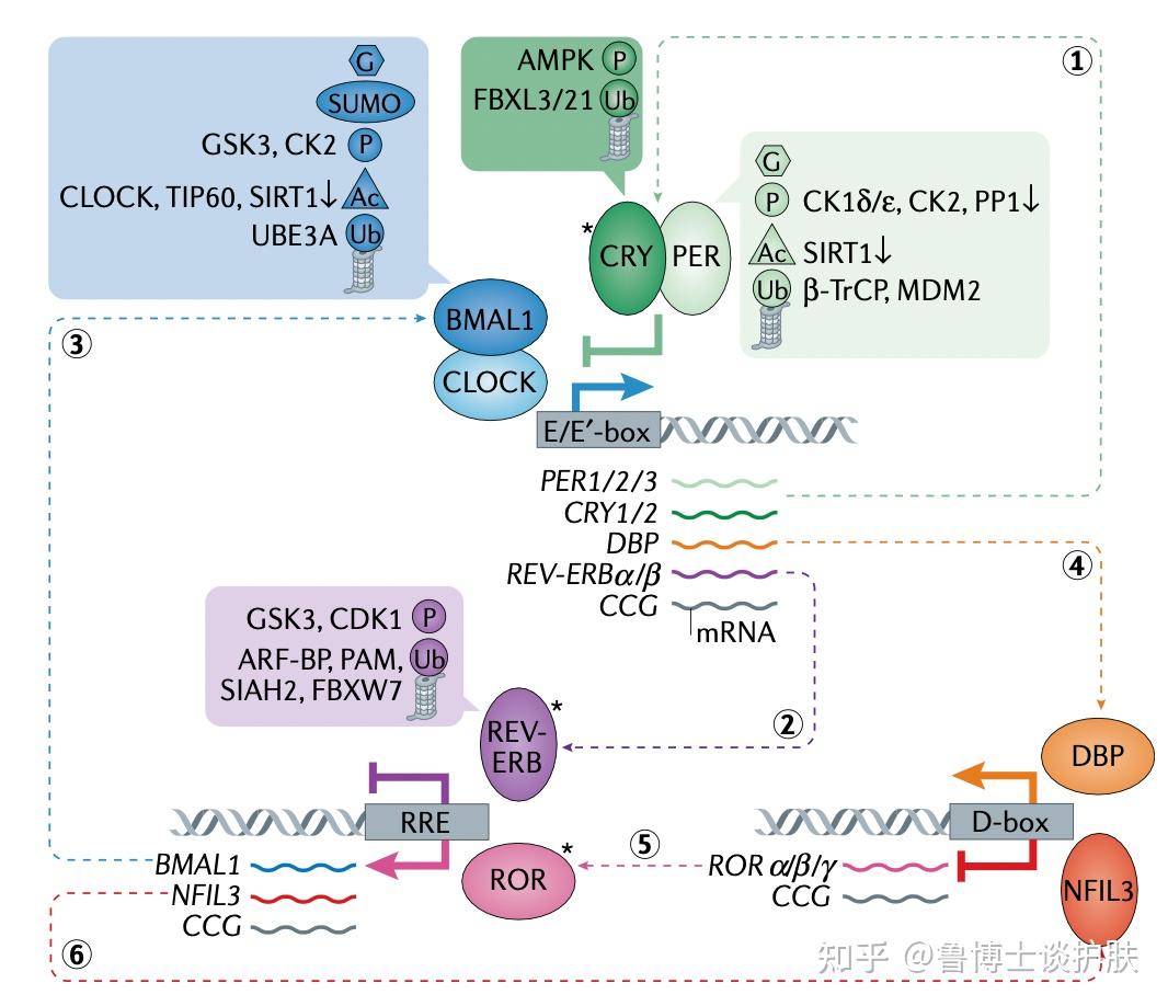 炎症因子IL-4通过EGR1调控节律系统中枢基因PER2 - 知乎
