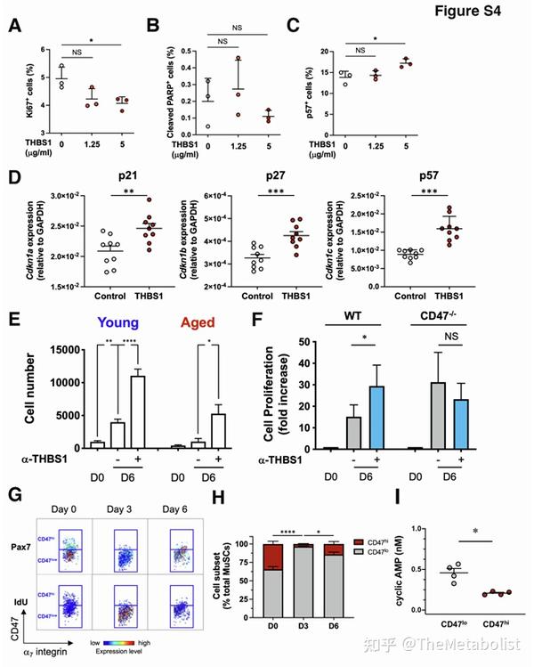 代谢学人——Cell Stem Cell：靶向CD47拨回肌肉衰老的时钟 - 知乎