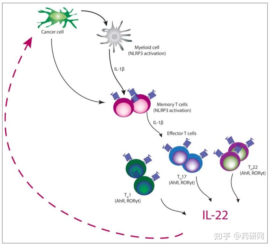 靶点梳理：白细胞介素-22 (IL-22) - 知乎