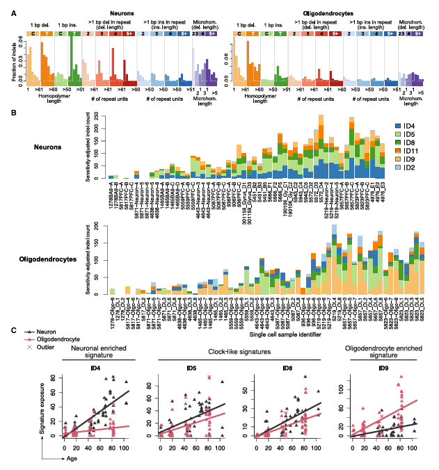 Cell | scWGS-seq＋snRNA-seq＋snATAC-seq—揭示人类不同的神经元和少突胶质细胞衰老体细胞突变模式 - 知乎