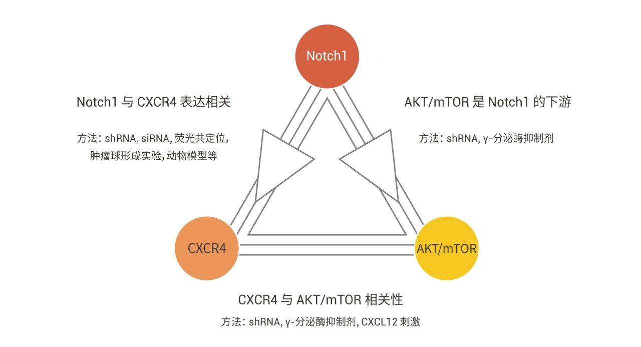 一文读懂 Notch 信号通路| MedChemExpress - 知乎