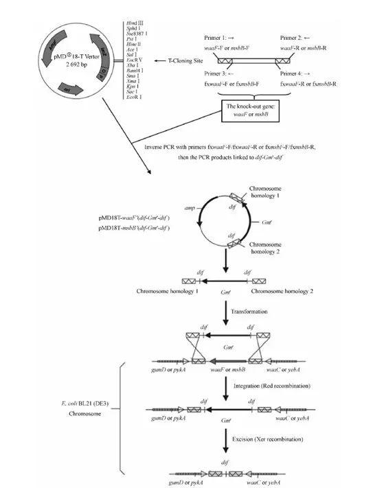 【菌周刊】 工程菌应用｜大肠杆菌 BL21( DE3)的发展概况 - 知乎