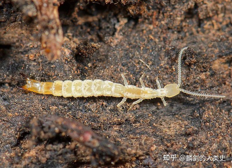 【动物界全系列】六足亚门—双尾目