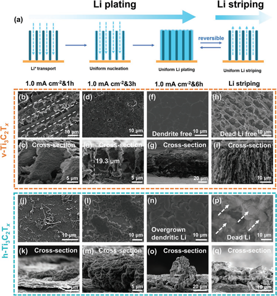 Adv. Energy Mater.｜垂直排列MXene纳米片阵列调控锂金属成核与生长 - 知乎