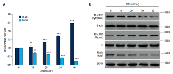 Klotho蛋白在皮肤光防护中的作用 - 知乎