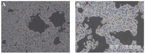 hESC(H9)人胚胎干细胞培养攻略 - 知乎