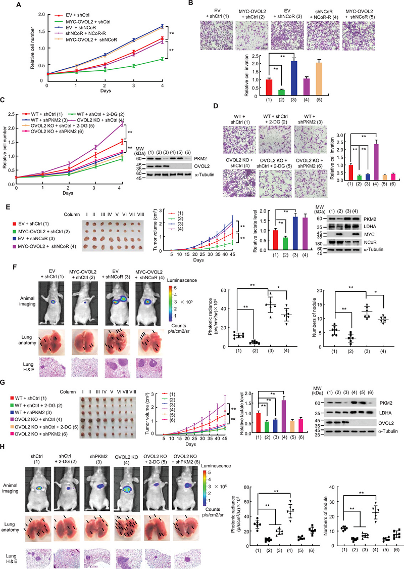 Adv Sci︱叶棋浓团队发现OVOL2对乳腺癌有氧糖酵解转录的抑制作用 - 知乎