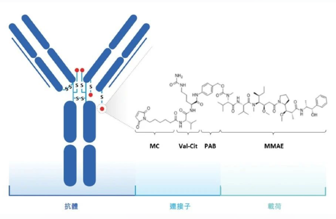 DS-8201营收同比上涨近200%，国内HER2 ADC该如何突围？ - 知乎