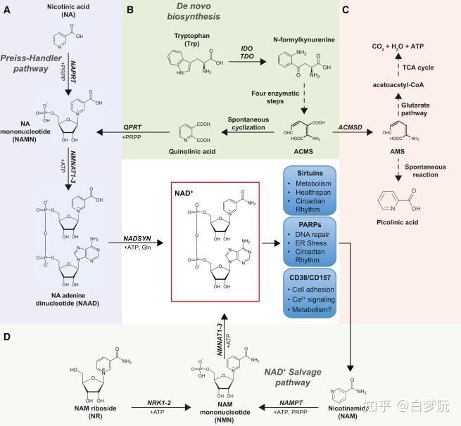 NMN在抗衰老领域现状的概述 - 知乎