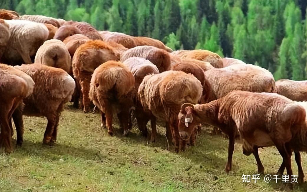 【阿勒泰大尾羊】他被誉为羊中卡戴珊，是屁股最大的羊！丨千里贡 - 知乎
