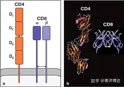 辅助性Th1 CD4 T细胞在肿瘤免疫治疗中的作用 - 知乎