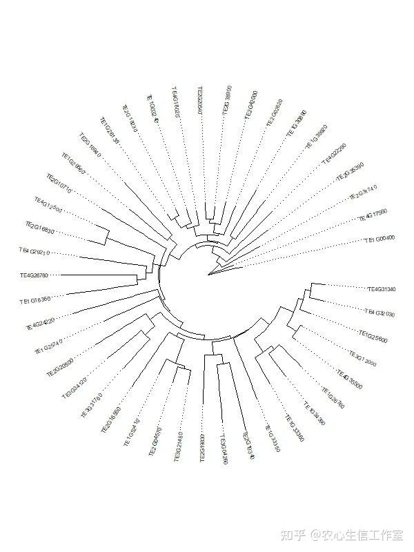 用ggtree、ggtreeExtra给环形进化树外圈添加热图、柱状图和文字注释 - 知乎