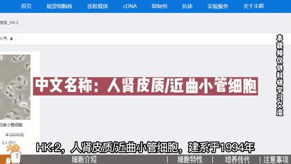 HK-2细胞培养，人肾皮质/近曲小管细胞培养攻略 - 知乎