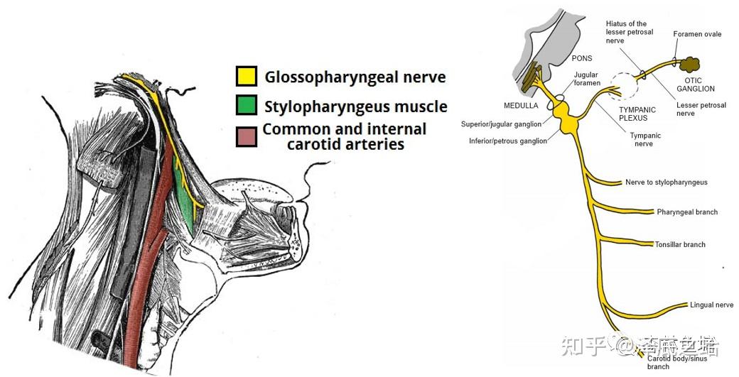十二对脑神经——脑与身体信息交互的“光纤” - 知乎